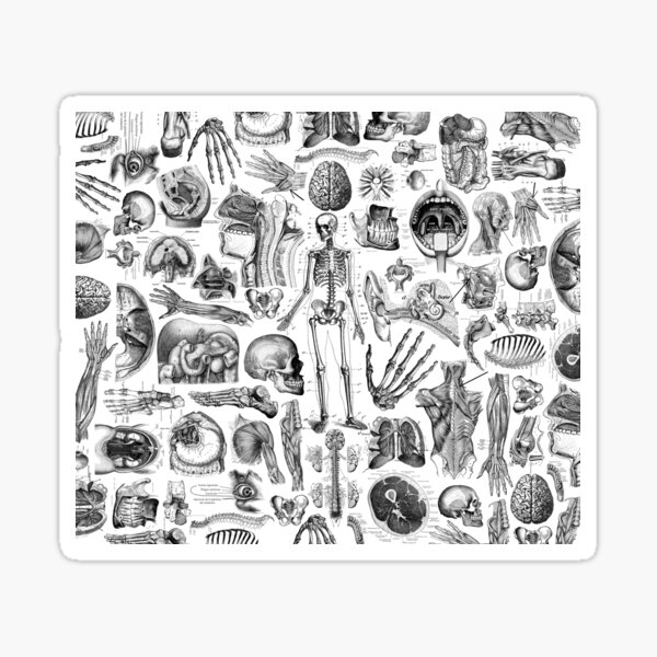 "Human Anatomy White Print" Sticker by adamcampen | Redbubble