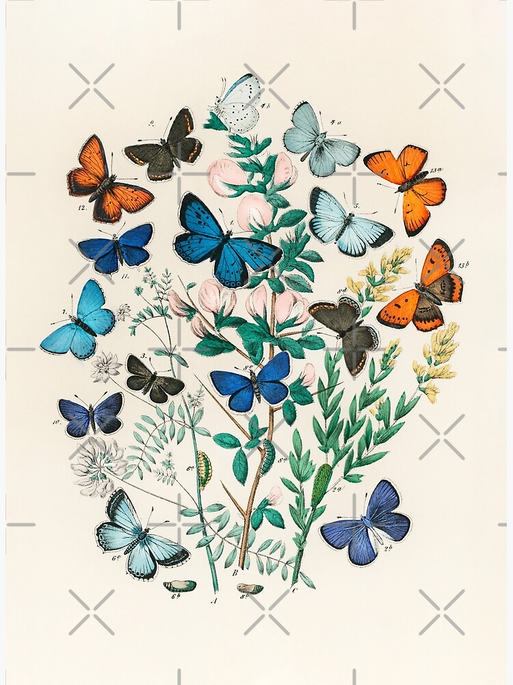 "Butterfly Poster, Vintage Butterfly Print, Papillon, Biology Poster ...
