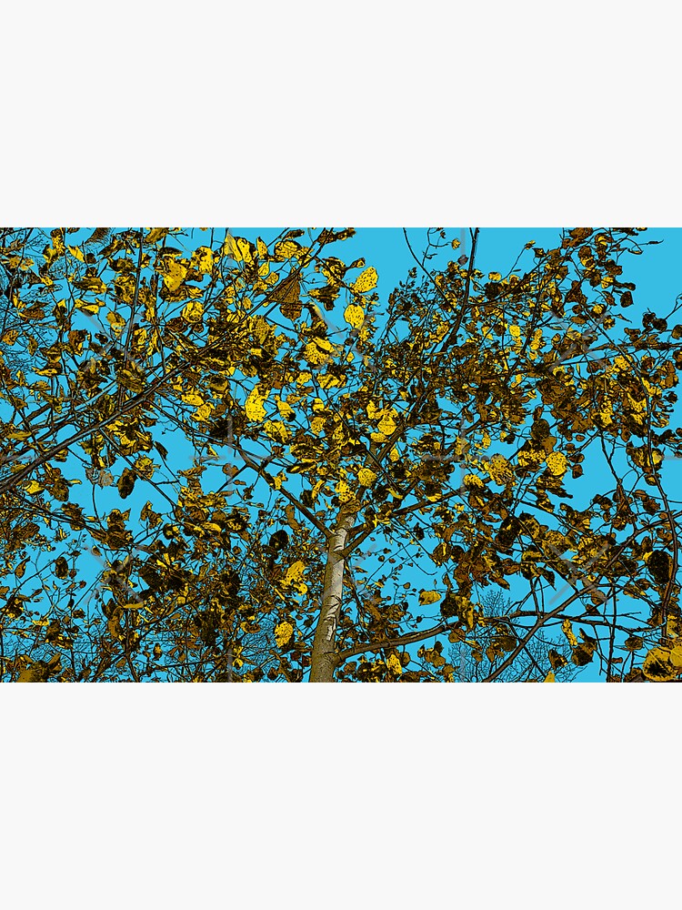 "Aspen Tree in Autumn" Sticker for Sale by devinswy | Redbubble