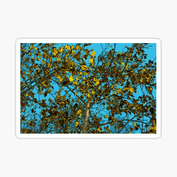 "Aspen Tree in Autumn" Sticker for Sale by devinswy | Redbubble