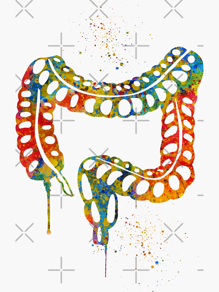 "Lower gastrointestinal tract" Sticker for Sale by erzebetth | Redbubble