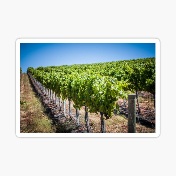 "Vineyard" Sticker for Sale by williamsrdan | Redbubble