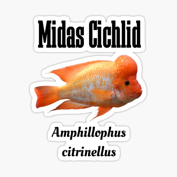 "Midas Cichlid" Sticker by Jemnight724 | Redbubble