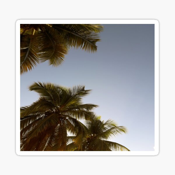 "palmas y cielo" Sticker for Sale by fiart | Redbubble