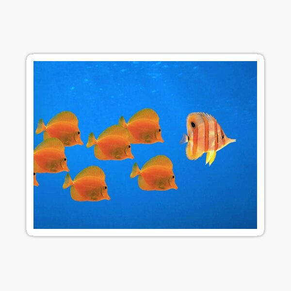 "Windows XP Fish Wallpaper Nostalgia Y2K Computer Aesthetic" Sticker ...