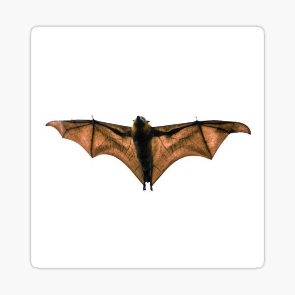 "Flying Fox in Flight Bat Artwork" Sticker for Sale by mariagram17 ...