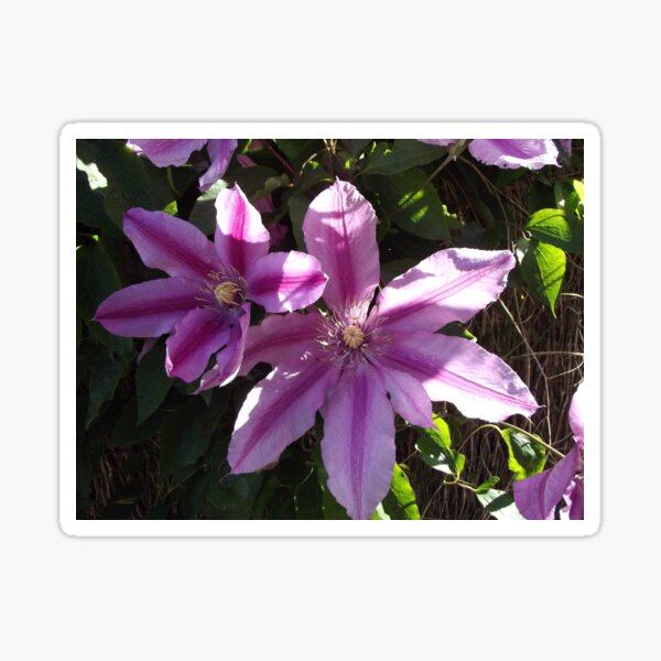 "Pink clematis" Sticker for Sale by greentiger1 | Redbubble