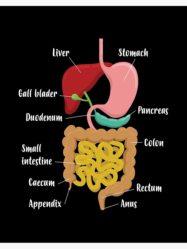 "Biology Teacher Anatomical Chart Digestive System print" Art Board ...