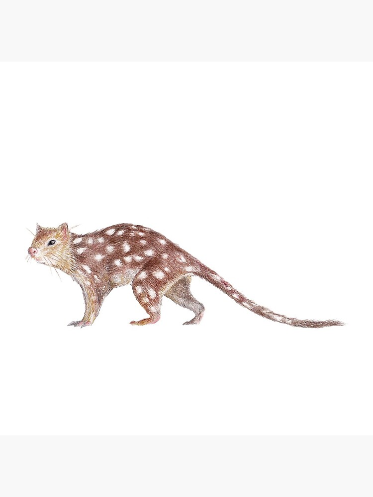 "Quoll - pencil illustration made into a ditsy style patttern ...