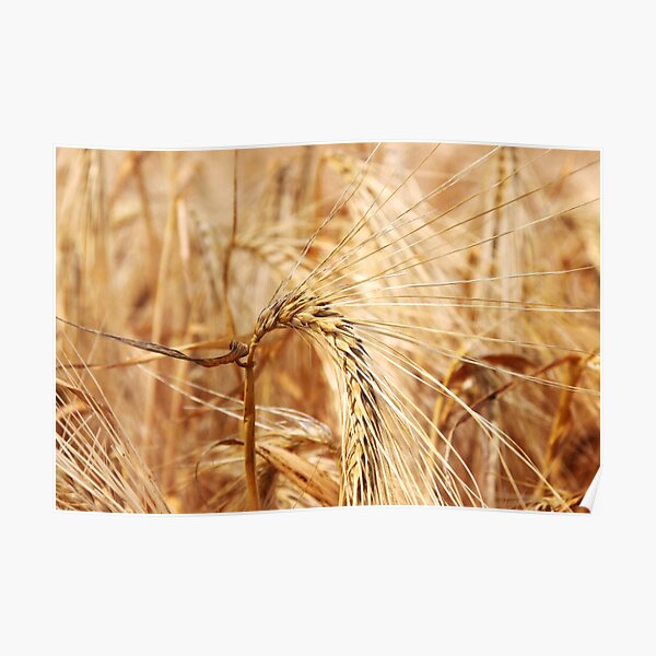 "Wheat Field" Poster for Sale by Sensorybysophie | Redbubble