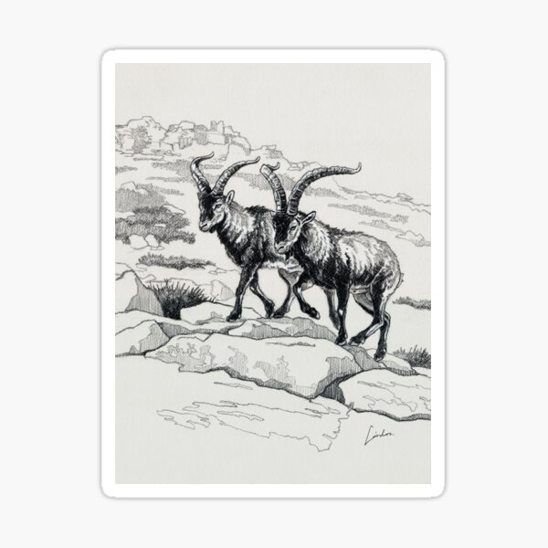 "Capra Ibex on the mountain" Sticker for Sale by SakalDesign | Redbubble