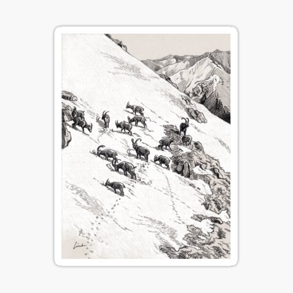 "Capra Ibex group in snow" Sticker by SakalDesign | Redbubble