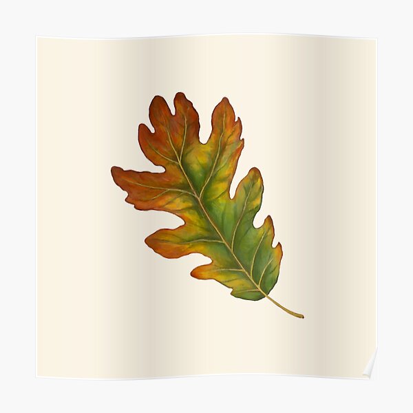 "Oak Leaf" Poster for Sale by Sammalpeitto | Redbubble