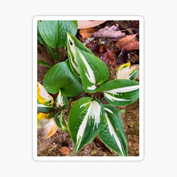 "Virgies Place - Variegated Hostas" Sticker for Sale by CrumblissArt ...