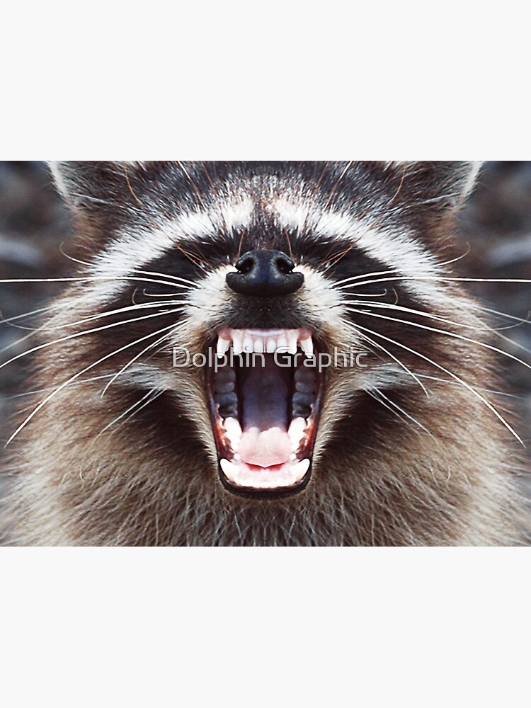 "Raccoon snarling closeup show teeth mouth nose tongue yarning face ...