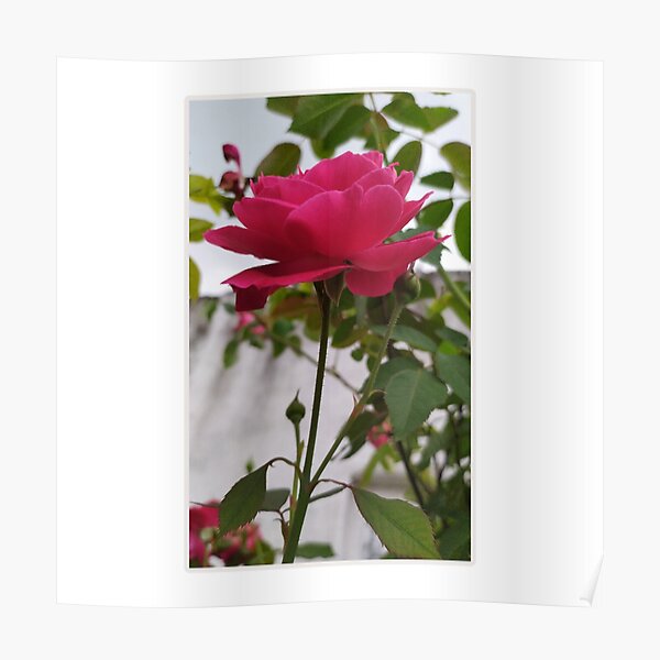 Flower Pink Rose Posters | Redbubble