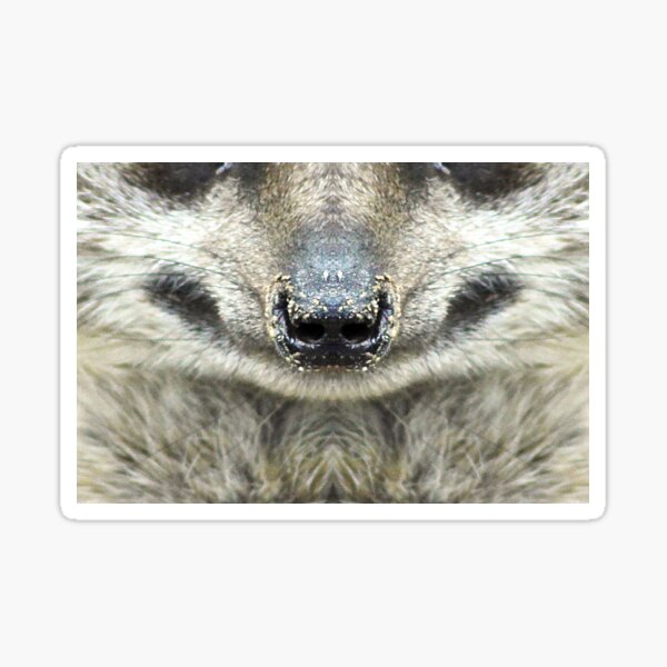 "Meerkat Face Photo Facemask" Sticker for Sale by cmilliganphoto ...