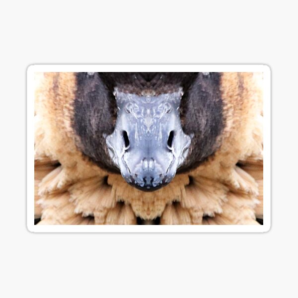 "Hawaiian Nene Goose Face Photo Facemask" Sticker for Sale by ...