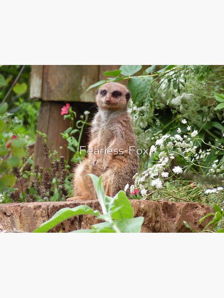 "Meerkat Chill" Sticker for Sale by Fearless-Fox | Redbubble