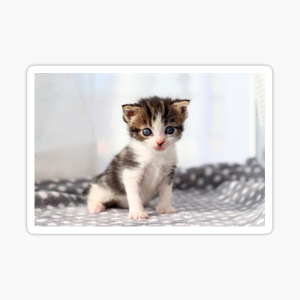 "Tiny but mighty!" Sticker for Sale by GreyFeatherPhot | Redbubble