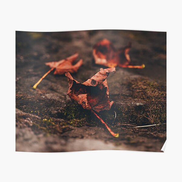 "Fallen Leaves" Poster for Sale by riotphoto | Redbubble