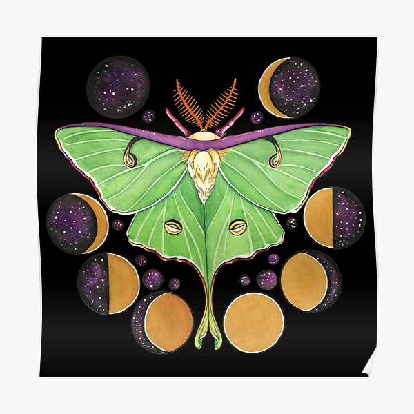 "Lunar Moth" Poster by LyndaSeward | Redbubble