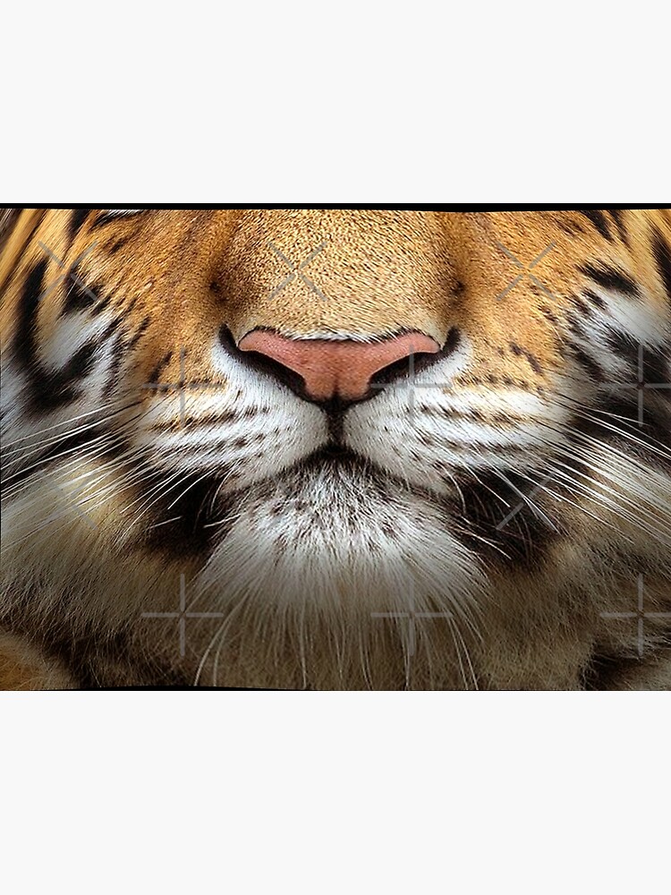 "Tiger Nose and Mouth ~ Cute and Funny Animal Medical Face Masks ~ 6 ...