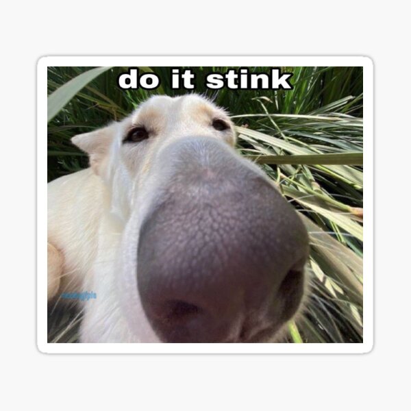 "do it stink meme dog" Sticker for Sale by bp2create | Redbubble