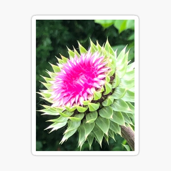 "Bull Thistle " Sticker by MSSAVAGEtoyou | Redbubble