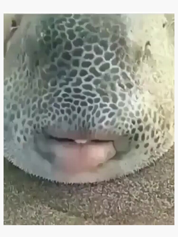 "Funny fish pufferfish meme " Sticker for Sale by bp2create | Redbubble