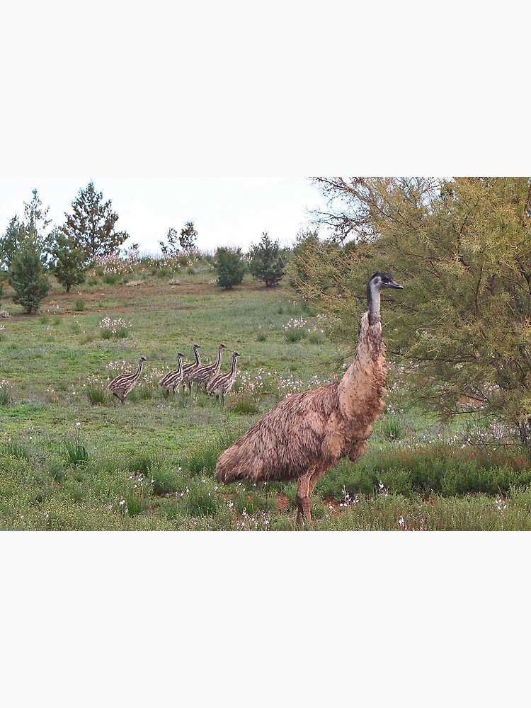 "Father emu and chicks, Outback Australia" Poster for Sale by FranWest ...