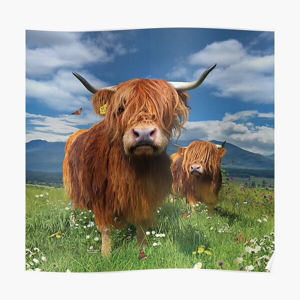 "Highland Cattle" Poster for Sale by David Penfound | Redbubble