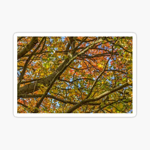 "Colourful Autumn Tree" Sticker for Sale by HaleyRedshaw | Redbubble