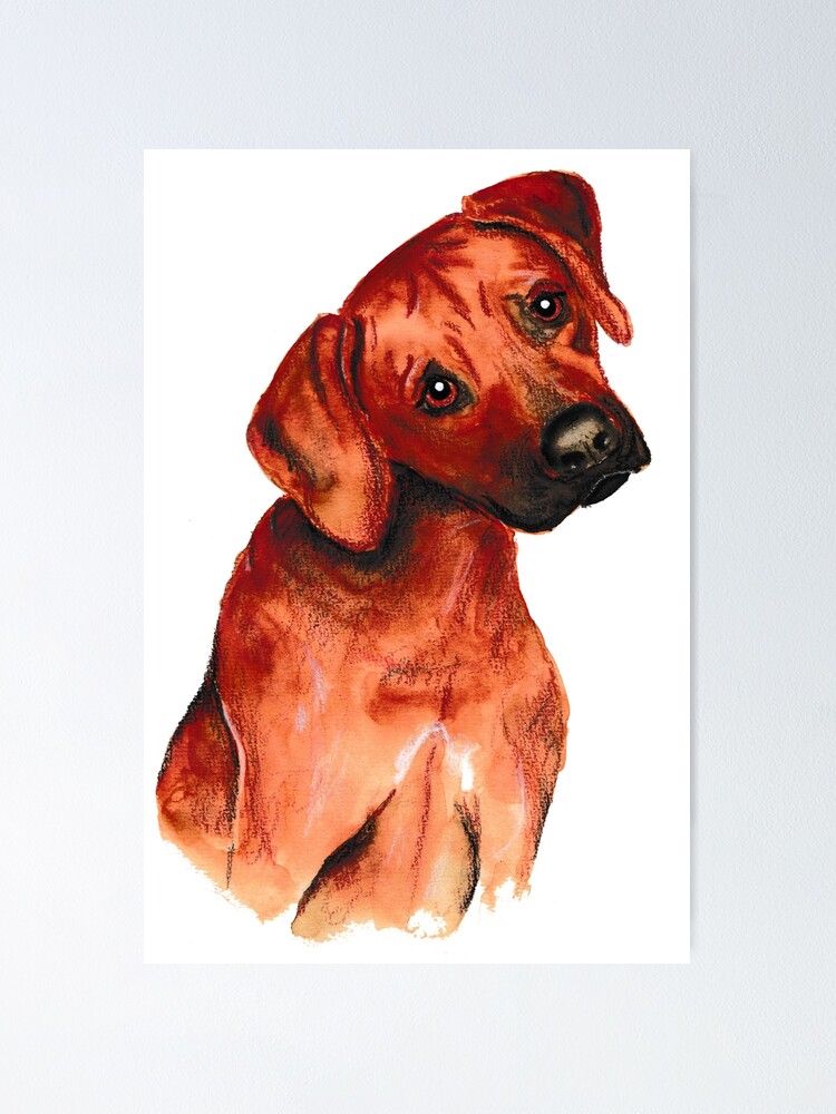 "Rhodesian Ridgeback" Poster by KIANGASI | Redbubble