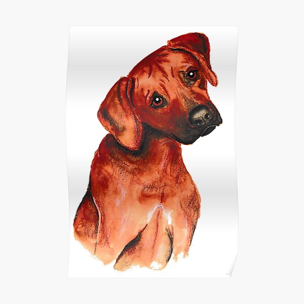 "Rhodesian Ridgeback" Poster by KIANGASI | Redbubble