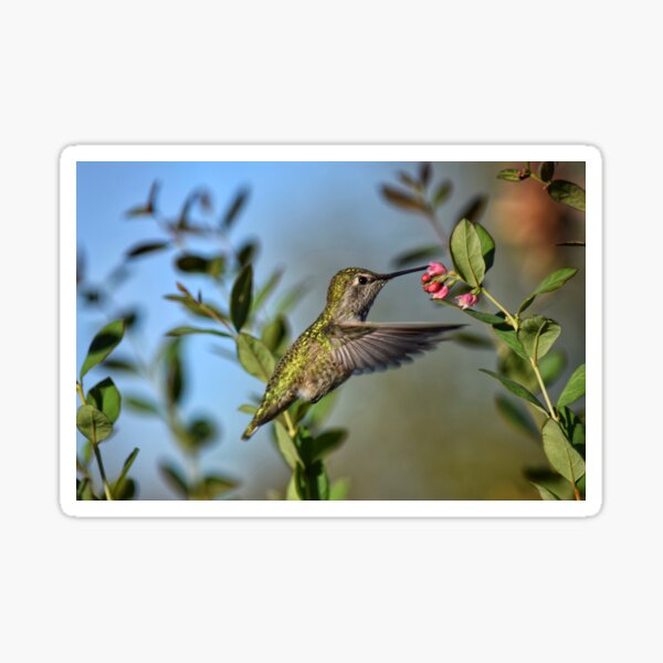 "Anna’s Hummingbird" Sticker by danahardy | Redbubble