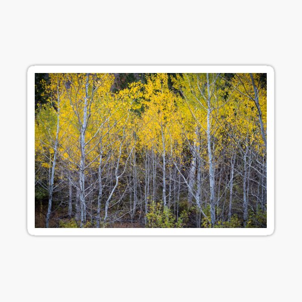 "Aspen Forest Autumn Colors" Sticker by Amy-K-Mitchell | Redbubble