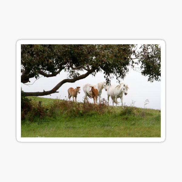 "Mares & foals" Sticker for Sale by Rivington | Redbubble