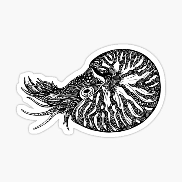 "Nautilus Illustration" Sticker von NLaRosaArt | Redbubble