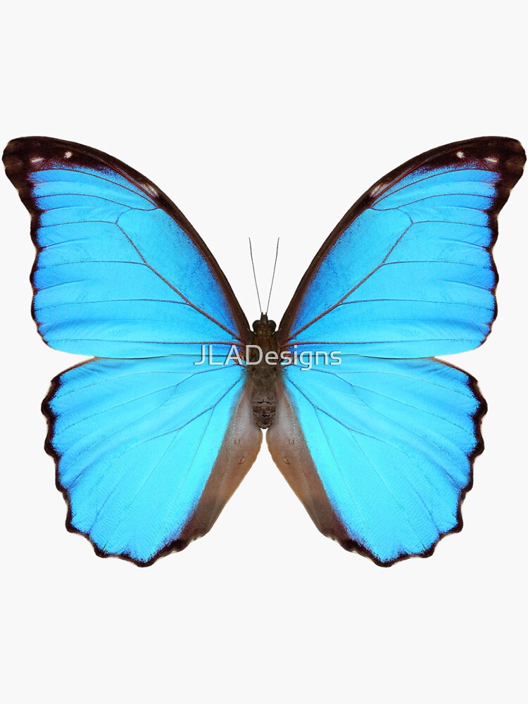 "Blue Morpho Butterfly" Sticker for Sale by JLADesigns | Redbubble
