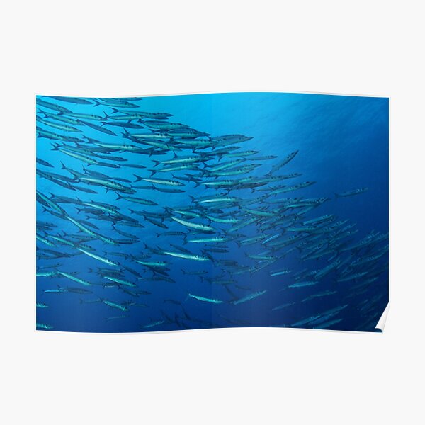 Póster «Escolar Barracuda» de maractwin | Redbubble