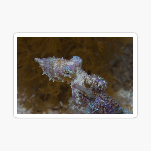"Blue-ringed Octopus" Sticker for Sale by maractwin | Redbubble