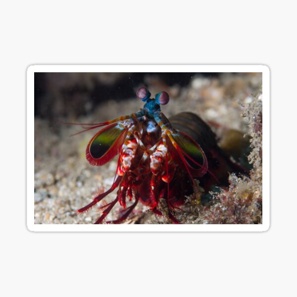 "Peacock Mantis Shrimp" Sticker for Sale by maractwin | Redbubble