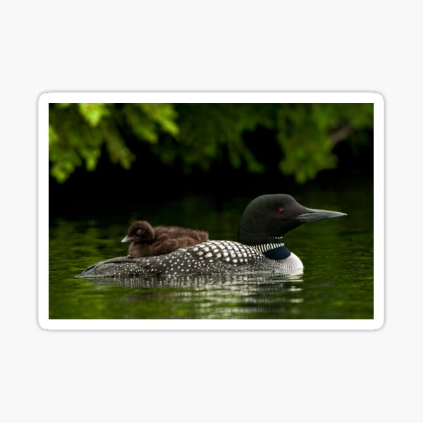 "Common Loon And Chick" Sticker for Sale by Loon-Images | Redbubble