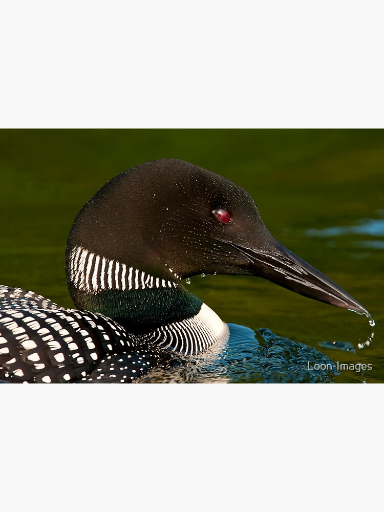 "Common Loon" Sticker for Sale by Loon-Images | Redbubble