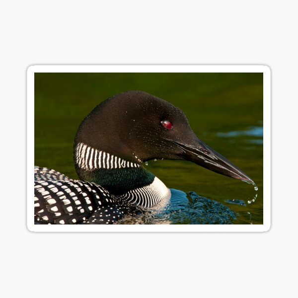 "Common Loon" Sticker for Sale by Loon-Images | Redbubble