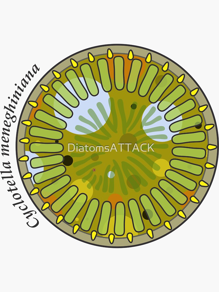 "Diatom - Cyclotella meneghiniana (scientific)" Sticker for Sale by ...