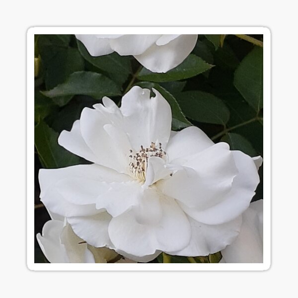 Adina Miller Shop | Redbubble