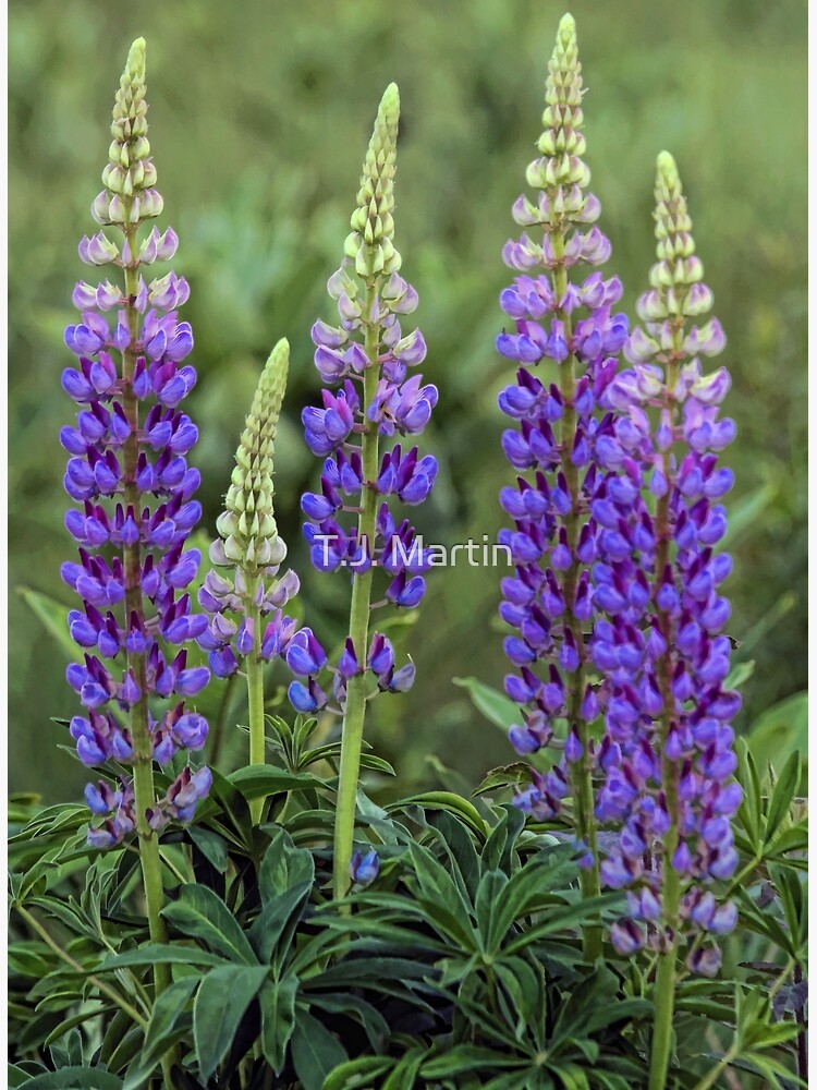"Sundial - Wild Maine Lupine" Poster by rural-guy | Redbubble