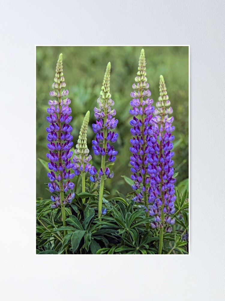 "Sundial - Wild Maine Lupine" Poster by rural-guy | Redbubble